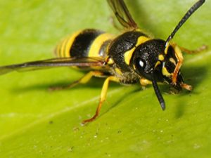 ¿Qué son las avispas y cuáles son sus características?