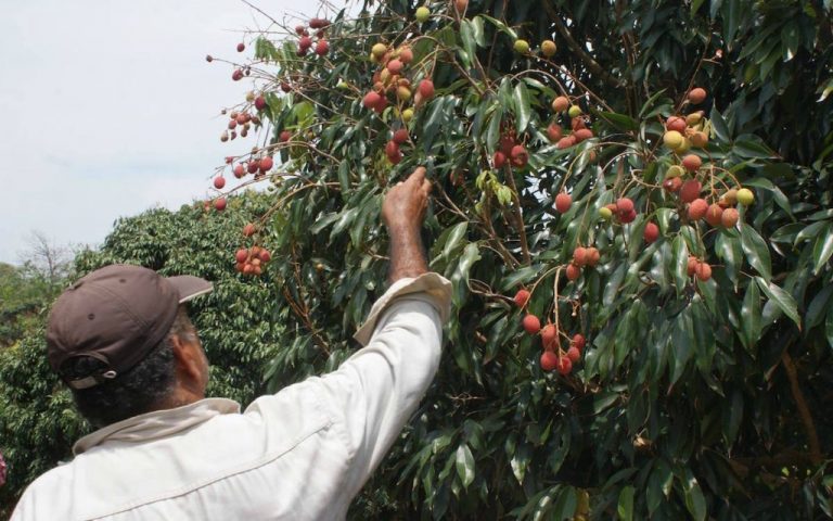 El lichi y los medios adecuados para poder cultivarlo