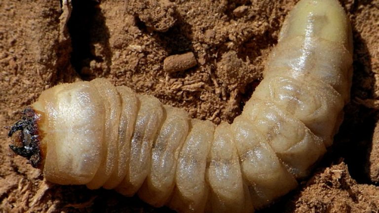 La carcoma y el ciclo de vida que desarrolla en la madera
